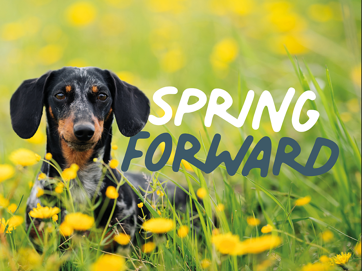 Spring Forward – Caboodle