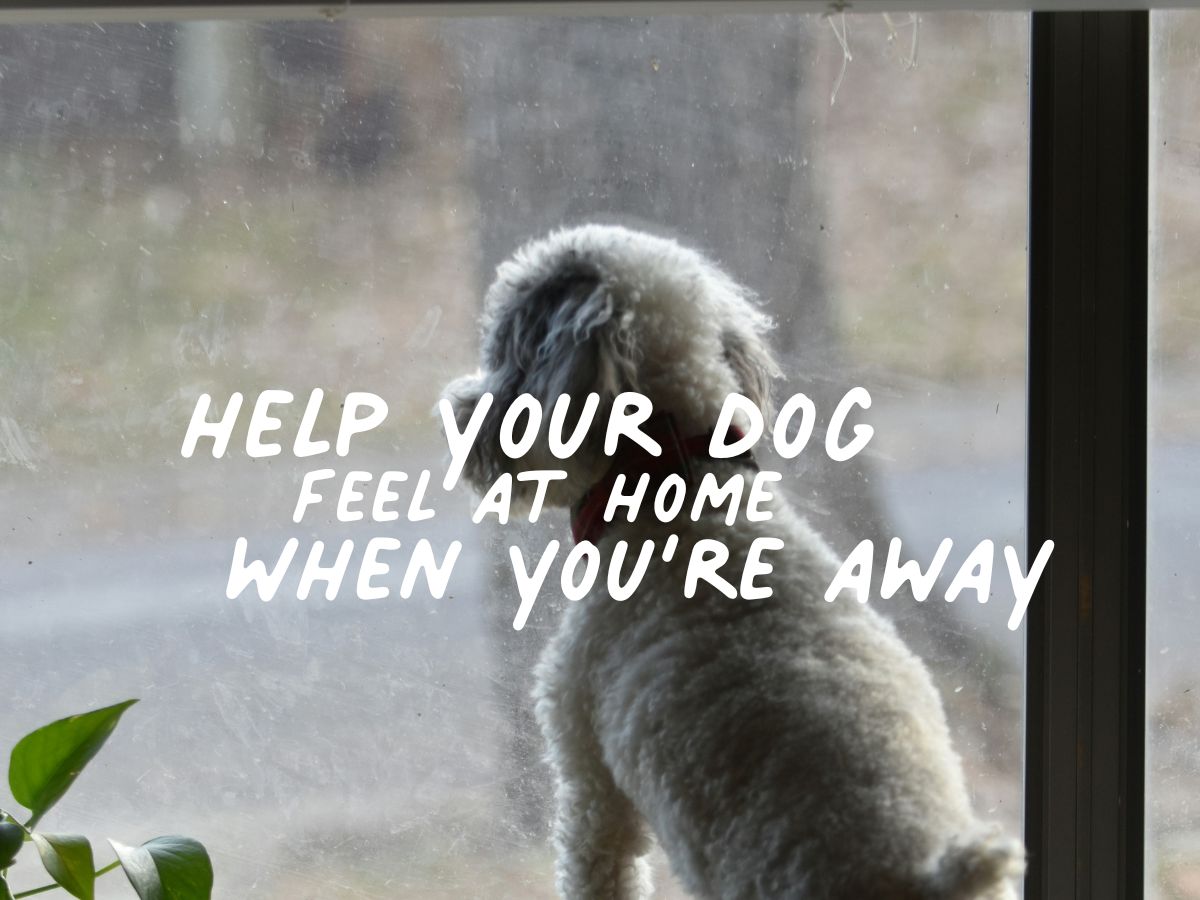 Help Your Dog Feel at Home When You’re Away – Caboodle