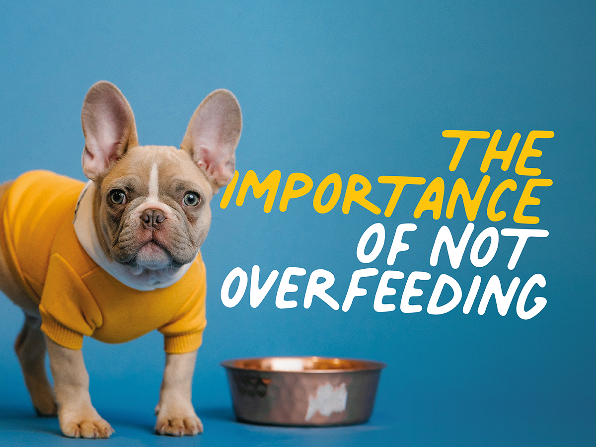 The importance of not overfeeding – Caboodle