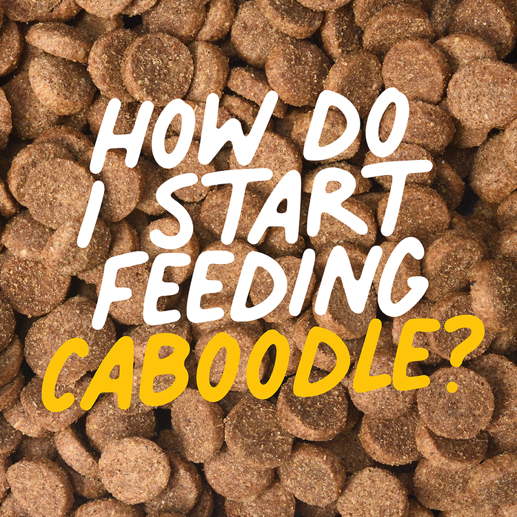 Caboodle - Delicious Dog Food in Premeasured Daily Boxes