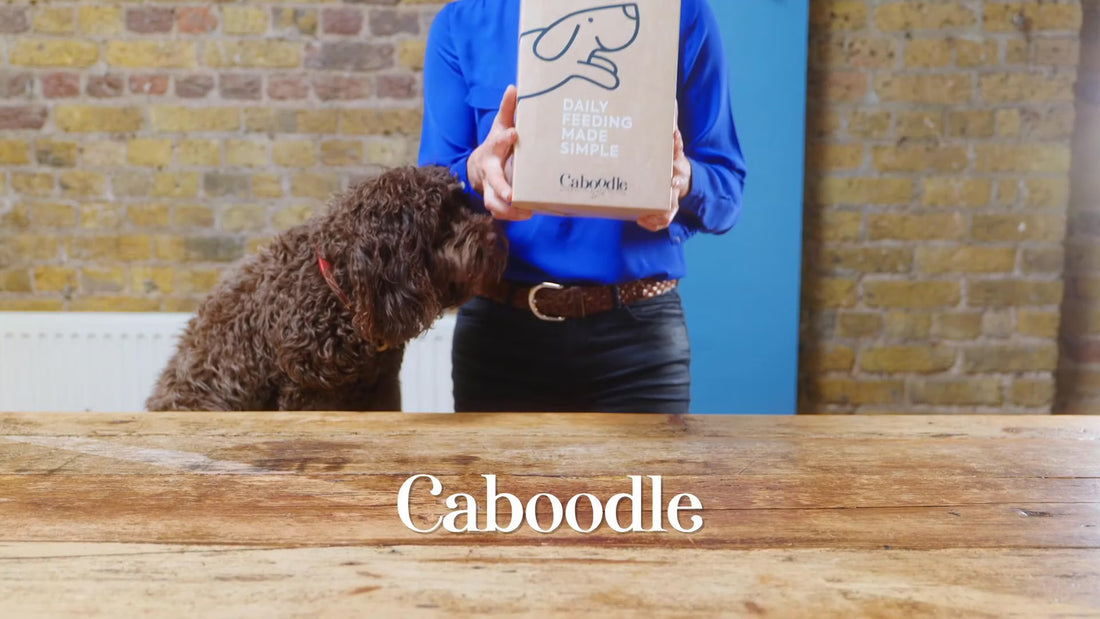 Caboodle - Delicious Dog Food in Pre-portioned meal plans